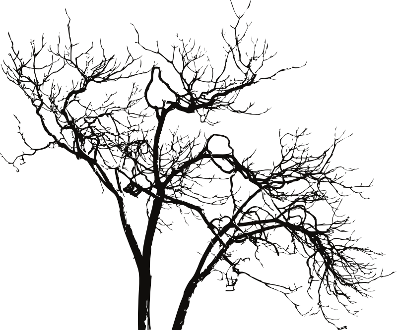 Download Transparent Tree Branches Png - PNGkit