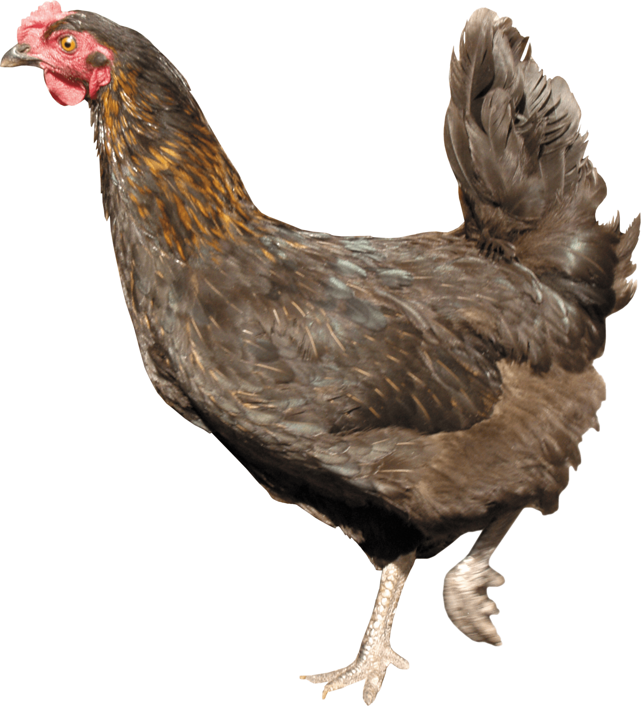 Download Chicken Png Transparent - Chicken With No Background - Full ...