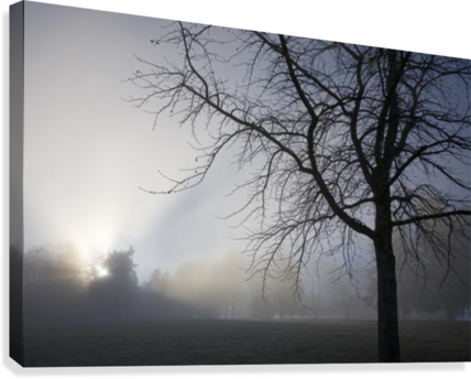 Download Sunrays Through Fog Canvas Print - Sunrays Through Fog Canvas ...