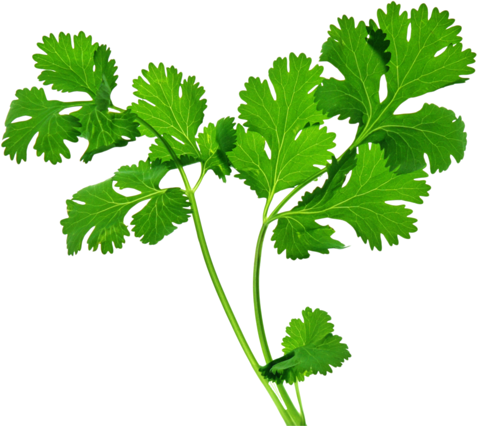 Download Casa Jimenez Bar And Clip Art Library Download - Transparent ...