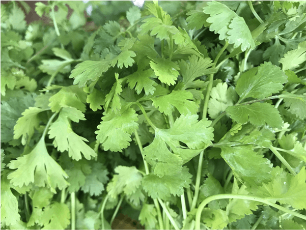 Download Cilantro - Coriander - Full Size PNG Image - PNGkit