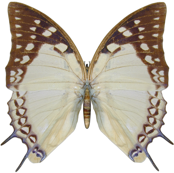 Download Photo 5 - Common Nawab - Full Size PNG Image - PNGkit