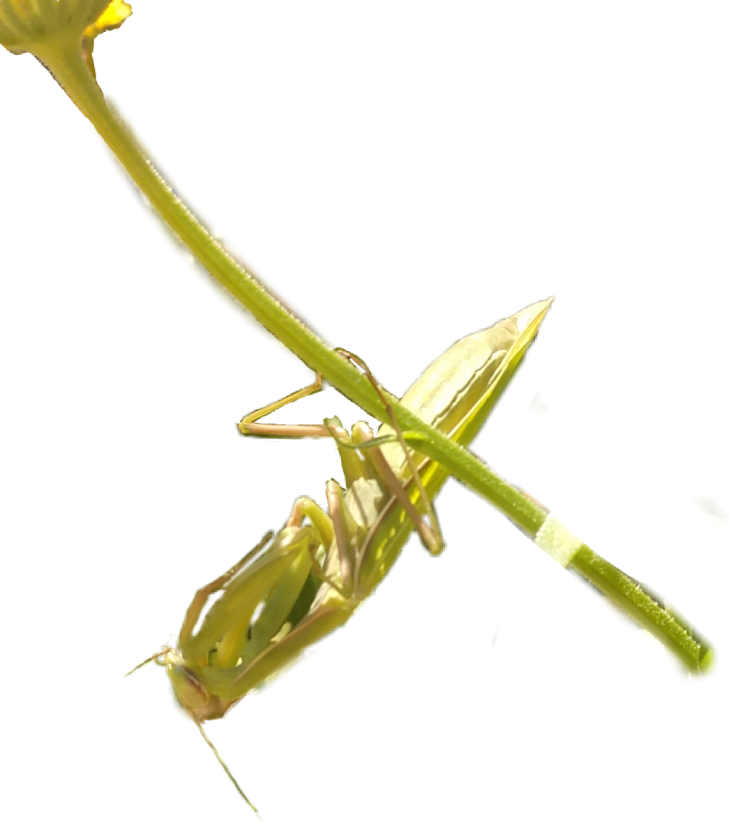 Robert J Lang Praying Mantis