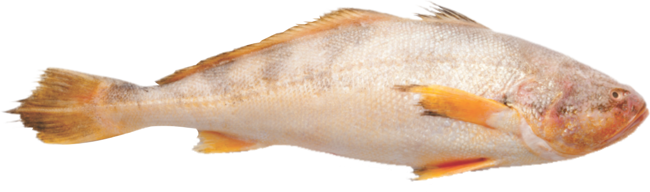 Download Croaker - Croaker Fish Png - Full Size PNG Image - PNGkit