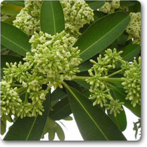 Download Alstonia Scholaris Tree - Full Size PNG Image - PNGkit