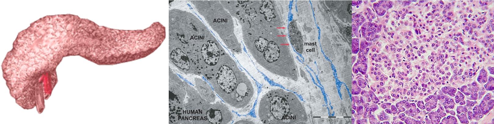 Download Diagram Of Pancreas And Two Photos Of Specific Pancreatic ...