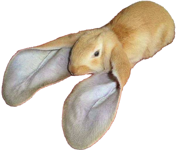 Download Large Cutouts Animalrabbit - Rabbit With Large Ears - Full ...