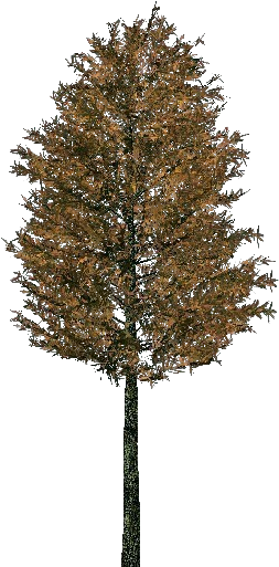 Download Red Pine - Full Size PNG Image - PNGkit