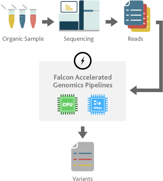 Download Accelerated Genomics Pipelines - Graphic Design - Full Size PNG Image - PNGkit
