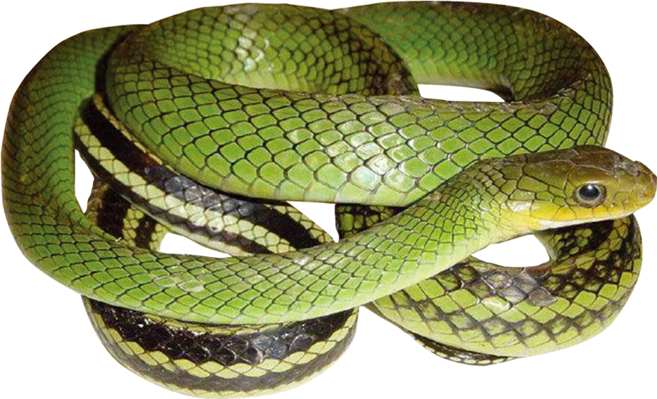 Download Green Snake With Transparent - Ptyas Korros Green - Full Size ...