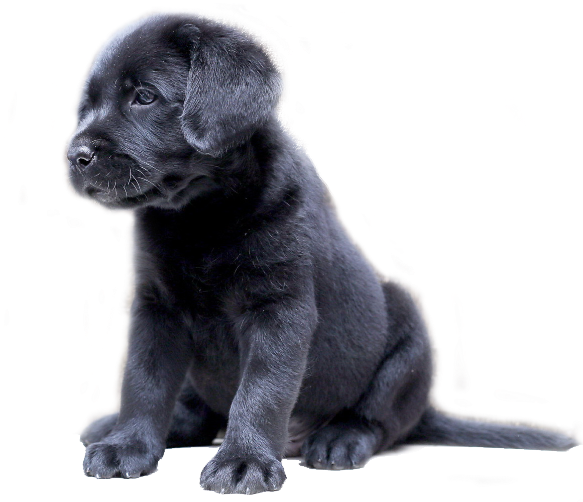 Download Labrador Lovers - Black Labrador Puppy Png - Full Size PNG ...