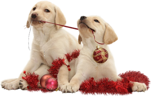 Download 0 150c07 71866ec8 Orig - Yellow Lab Puppies Christmas - Full ...