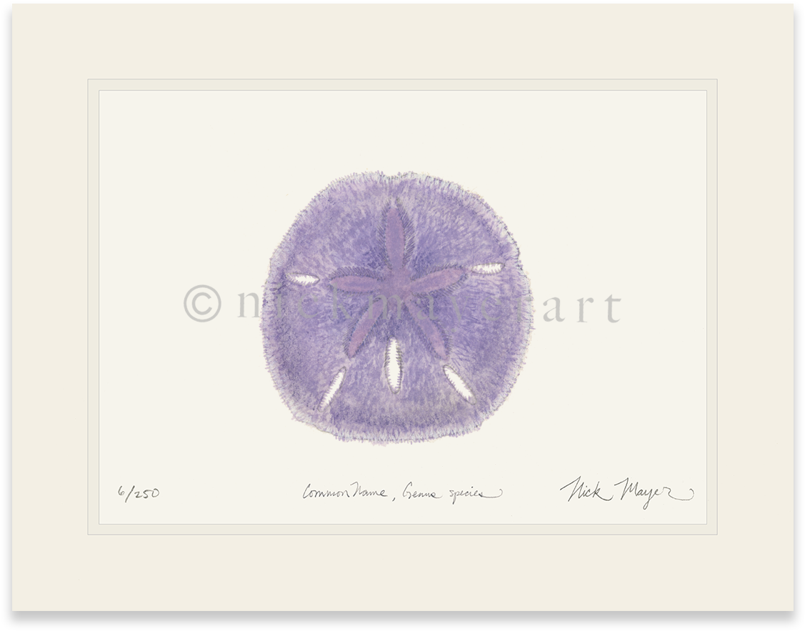 Download Purple Sand Dollar - Sand Dollar - Full Size PNG Image - PNGkit
