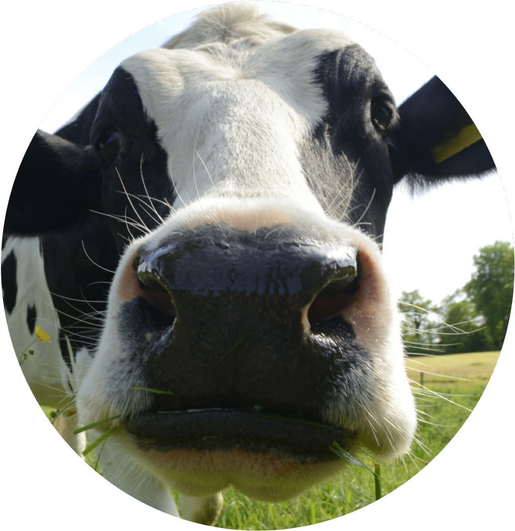 Download Vaca Sticker - Full Size PNG Image - PNGkit