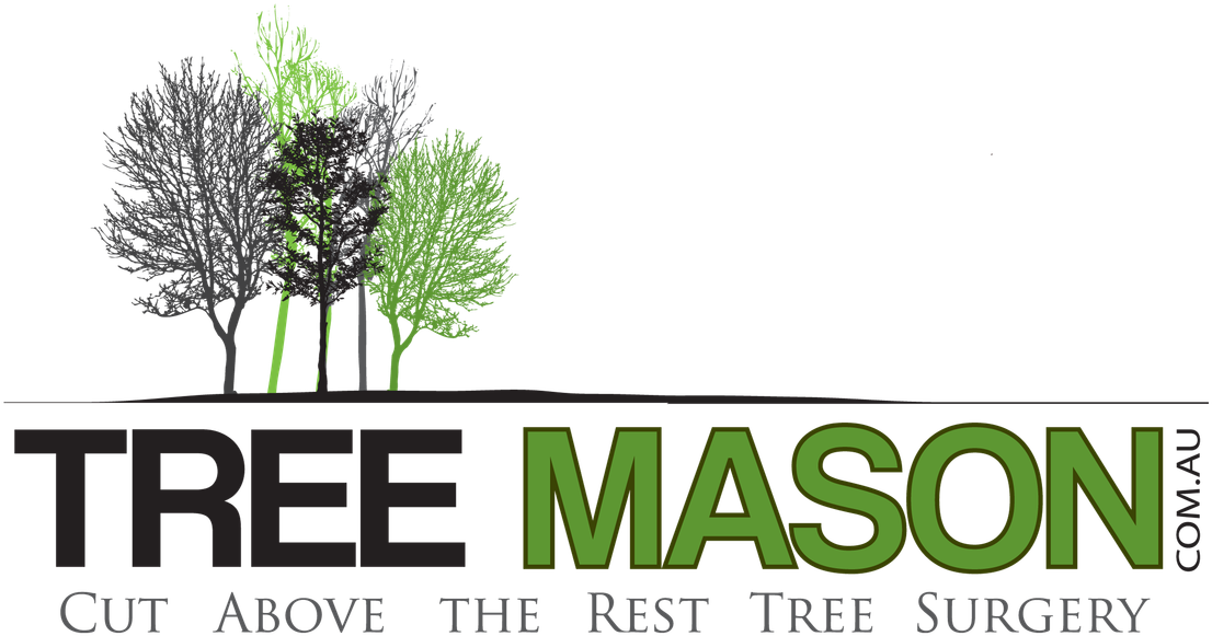 Download Mason Tree - Full Size PNG Image - PNGkit