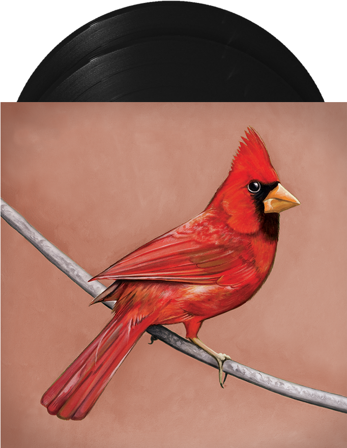 Download Alexisonfire Old Crows Young Cardinals - Full Size PNG Image ...