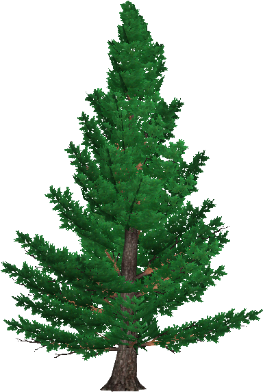 Download Scots Pine 3 - Christmas Tree - Full Size PNG Image - PNGkit