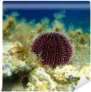 Download Marine Biology - Full Size PNG Image - PNGkit