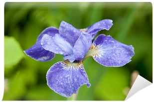 Download Blue Iris - Full Size PNG Image - PNGkit