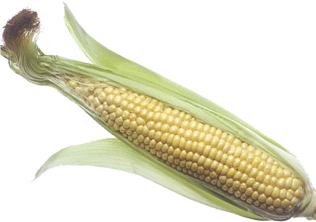 Download Corn In Poop Memes - Full Size PNG Image - PNGkit