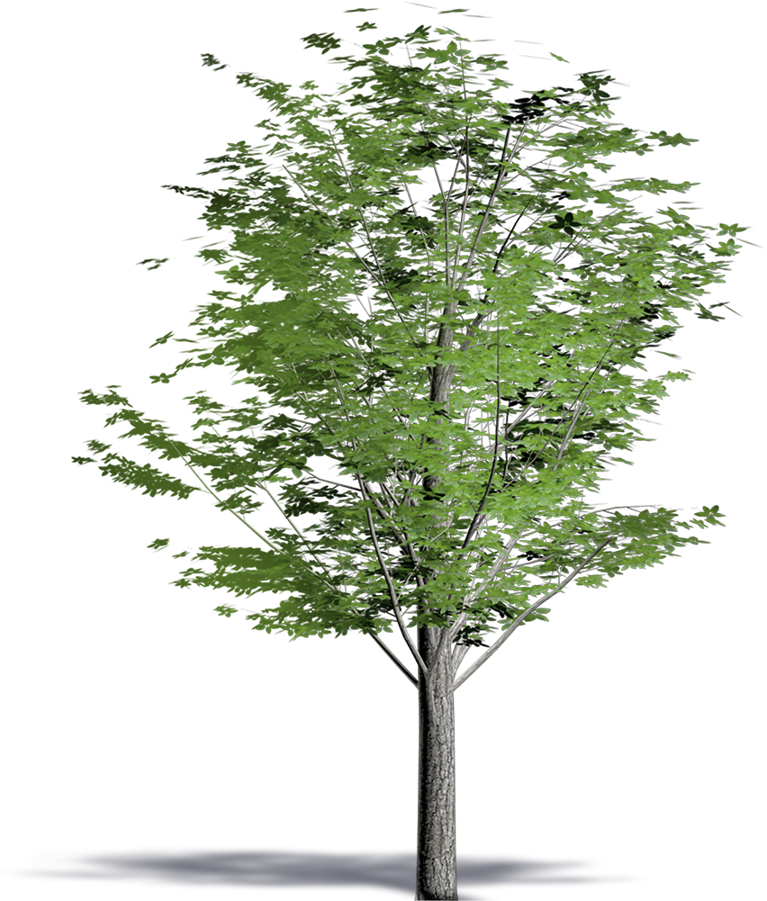 Download Cucumber Tree - Full Size PNG Image - PNGkit