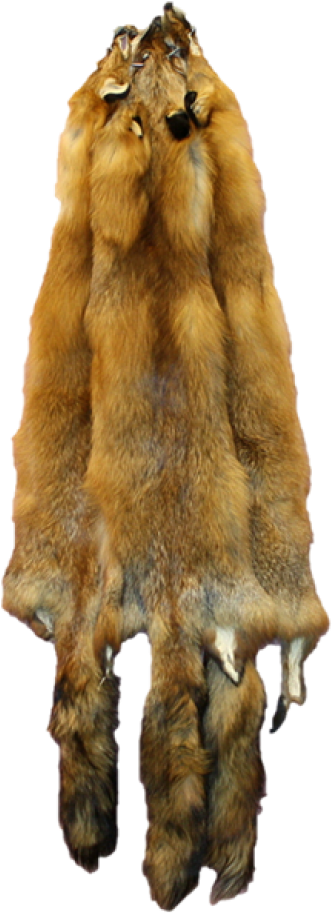 Download Fox Pelt - Full Size PNG Image - PNGkit
