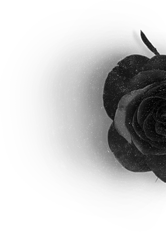 Download Rose Hero Left - Floribunda - Full Size PNG Image - PNGkit