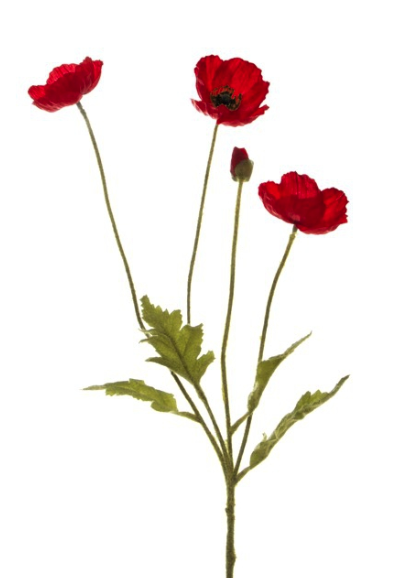 Download Poppy - Full Size PNG Image - PNGkit