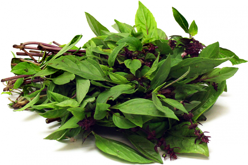 Download Thai Basil With Stems Basil Png - Seed-balls.com 20 Thai Basil ...