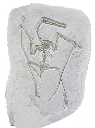 Download Fossilie 02 Flach - Gecko - Full Size PNG Image - PNGkit