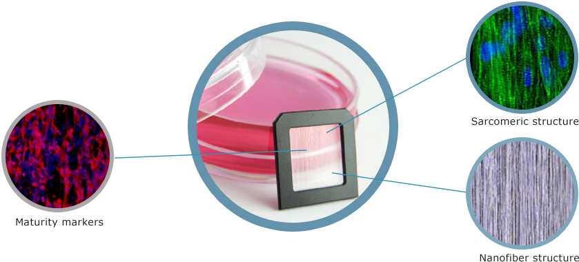 Download Transparent Scad-mt Cardiomyocyte - Circle - PNGkit