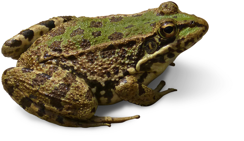 Download Peel N Stick Poster Of Cropped Image Transparent Background ...