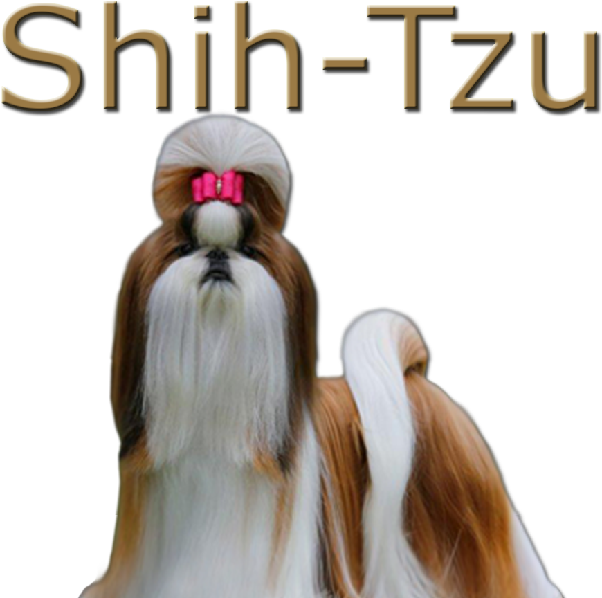 Download Shih-tzu - Shih Tzu - Full Size PNG Image - PNGkit
