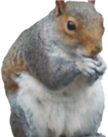 Download Gray Squirrel Clipart Transparent Background - Fox Squirrel ...