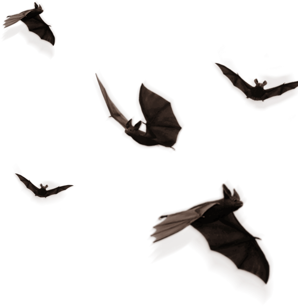 Download Bats Sticker - Halloween - Full Size PNG Image - PNGkit