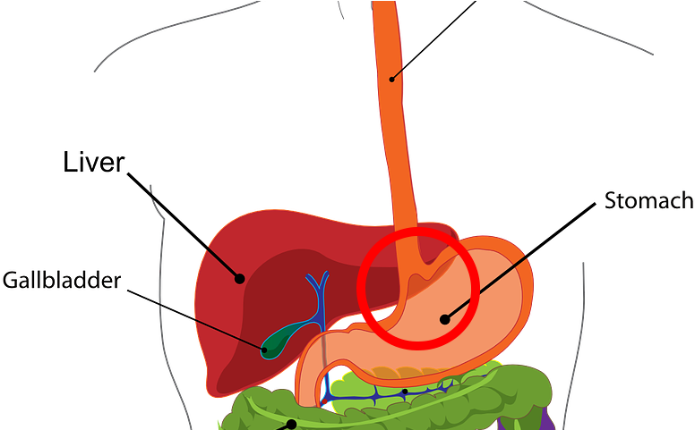 Download Digestive System 1 - Colourful Diagram Of Digestive System ...