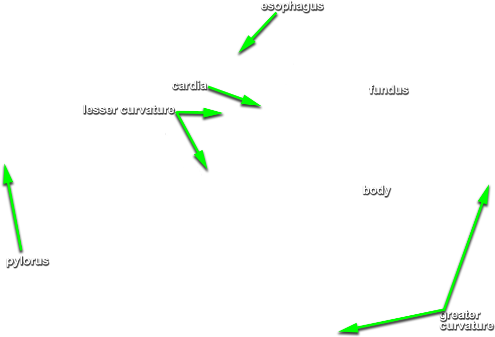 Download Identify Each Of The Following And Label Them On Your ...