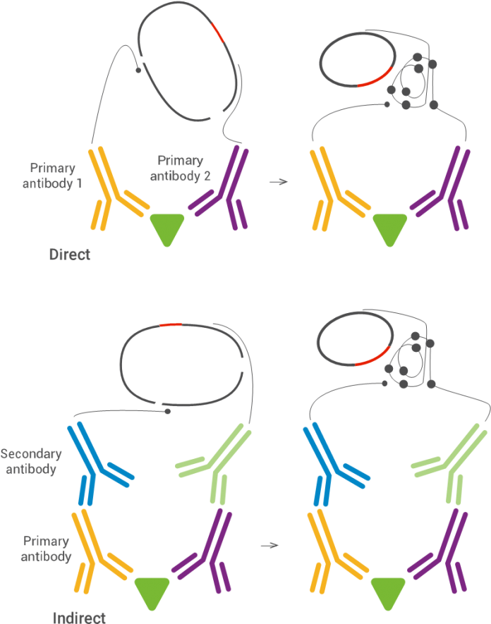 Download The Technique Can Use Either Monoclonal Or Polyclonal - Pla ...