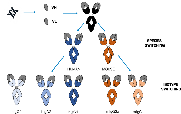 Download Expertise Working With A Wide Range Of Antibody Formats ...