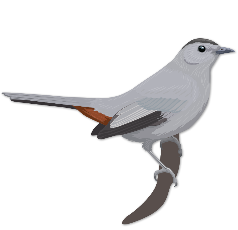Download Gray Catbird - Old World Flycatcher - Full Size PNG Image - PNGkit