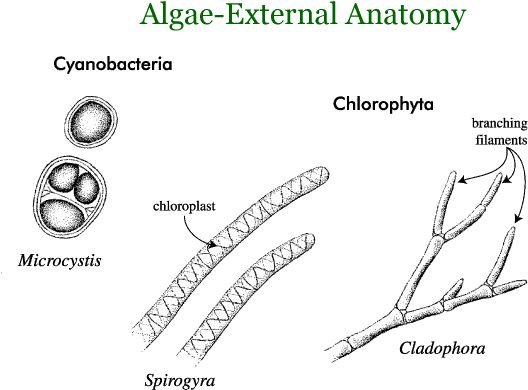 Download Algae - Diagram - Full Size PNG Image - PNGkit