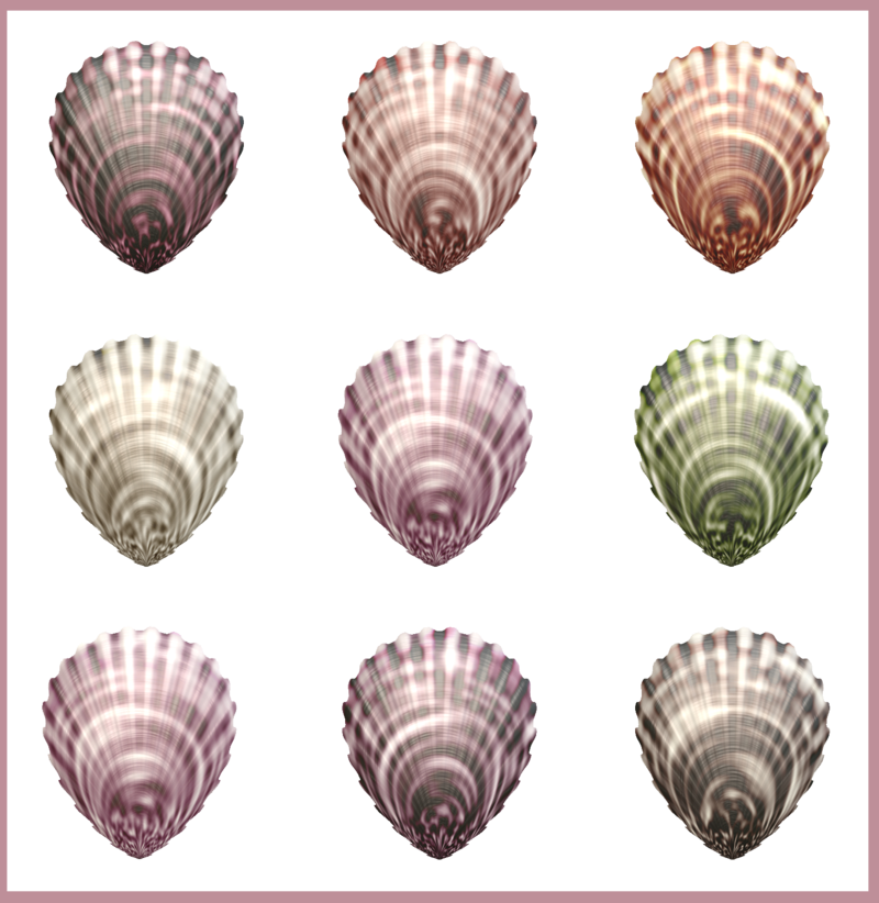 Download Sea Shells Png - Shell - Full Size PNG Image - PNGkit