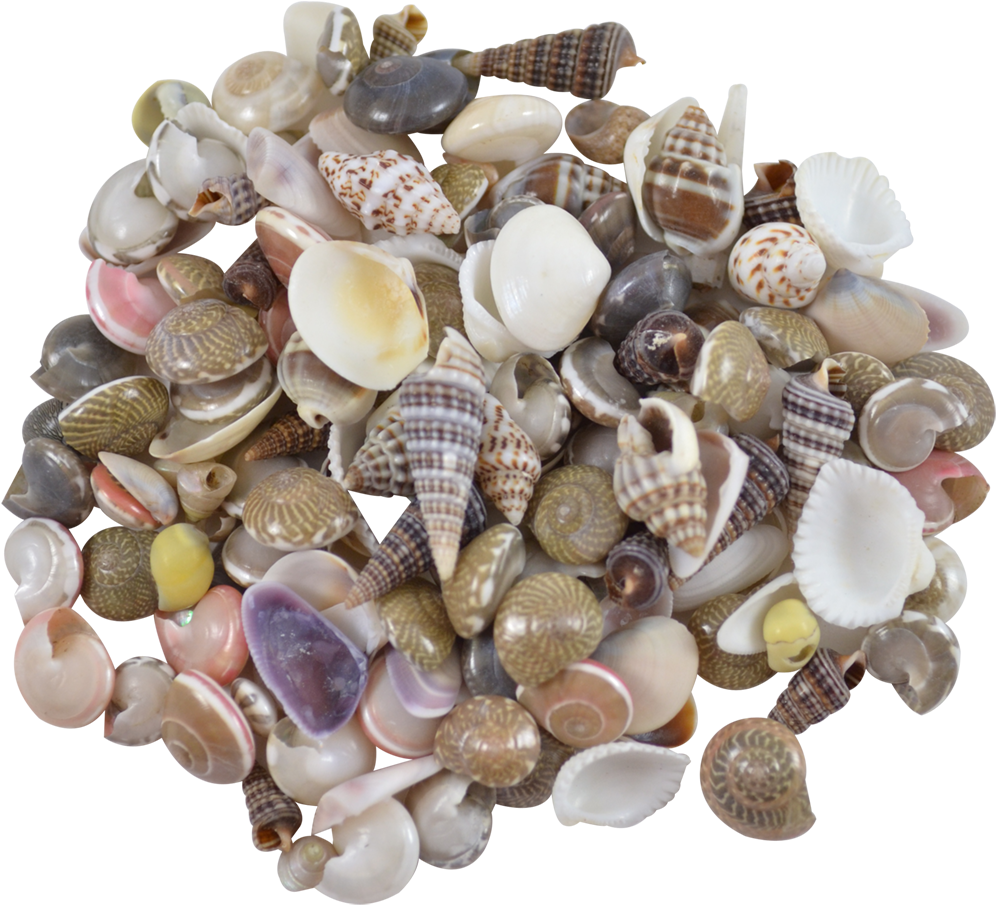 Download Indian Mix Assorted Craft Seashells Tiny Up To - Shell - Full ...