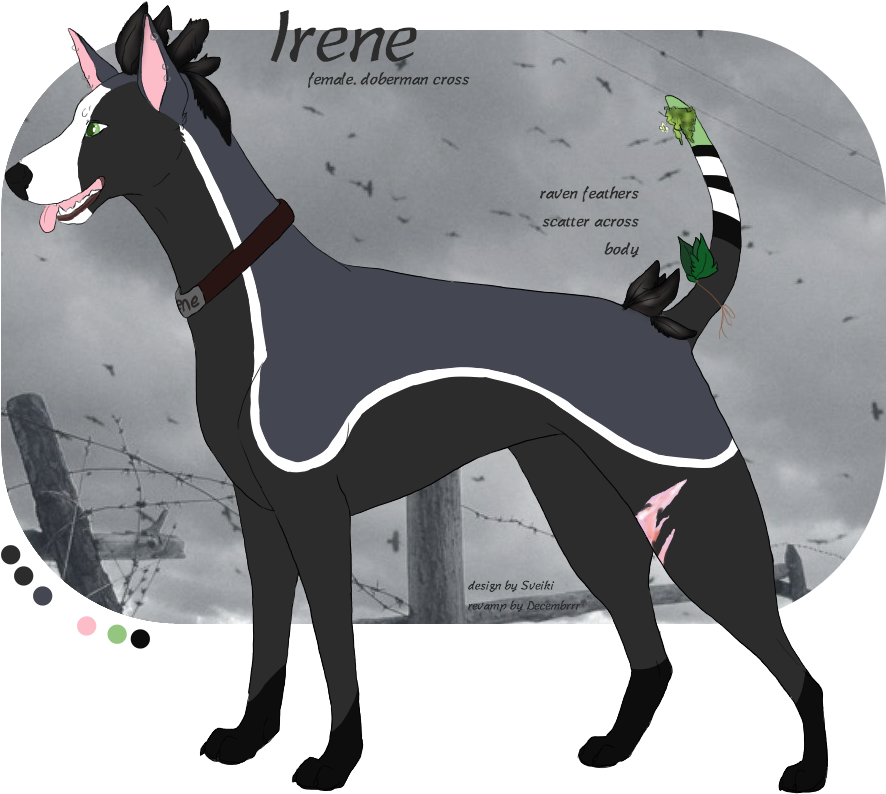 Download Unknown, Perhaps A Raven X Doberman Cross Of Sorts - Great ...