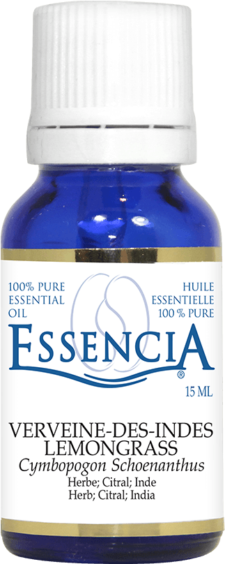 Download Head Lice - Full Size PNG Image - PNGkit