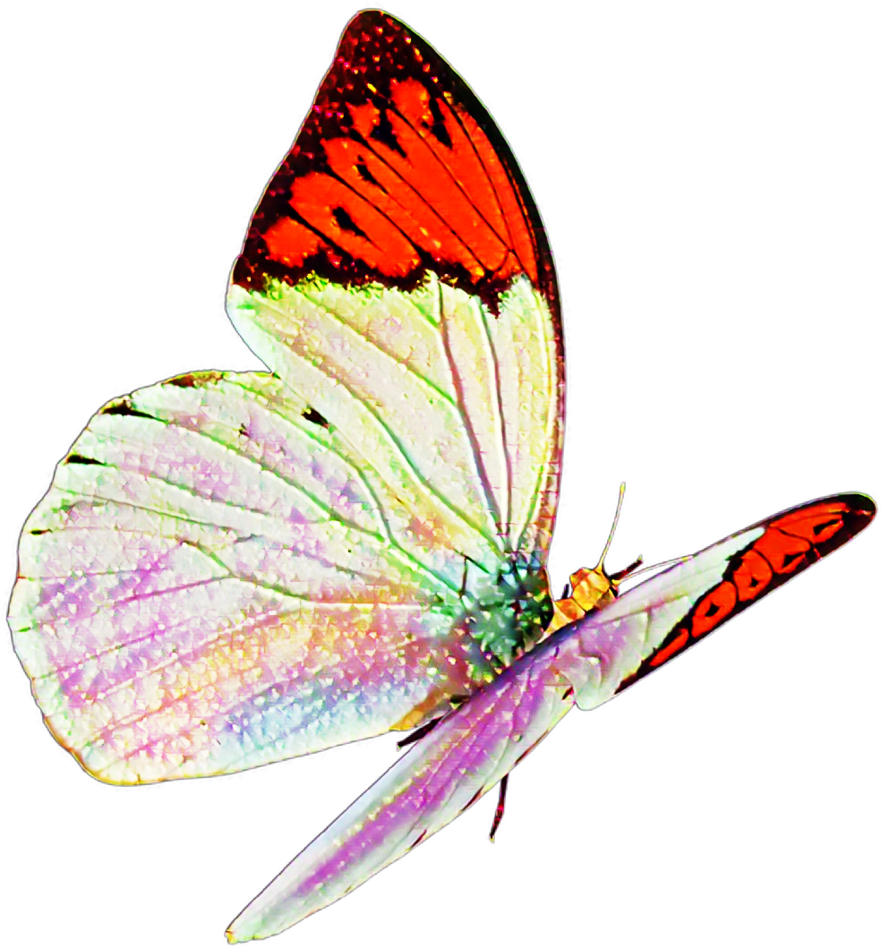 Download Transparent Butterfly Real Nature Flying Sticker Mislen Png ...