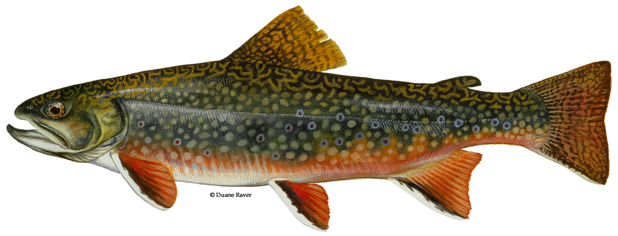 Download Brook Trout - Full Size PNG Image - PNGkit