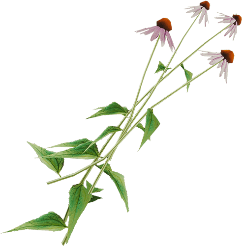 Download Cone Flower Png - Full Size PNG Image - PNGkit