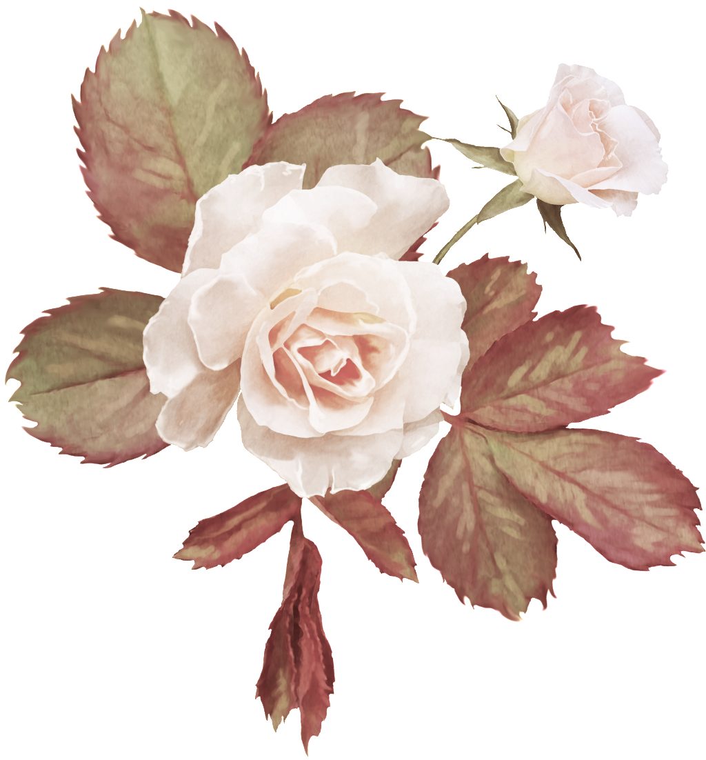 Download Real Beautiful Flower - Garden Roses - Full Size PNG Image ...