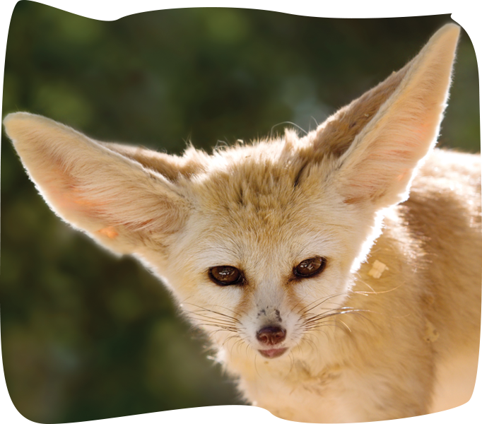 Download Fennec Fox - Flora And Fauna Of Mauritania - Full Size PNG ...